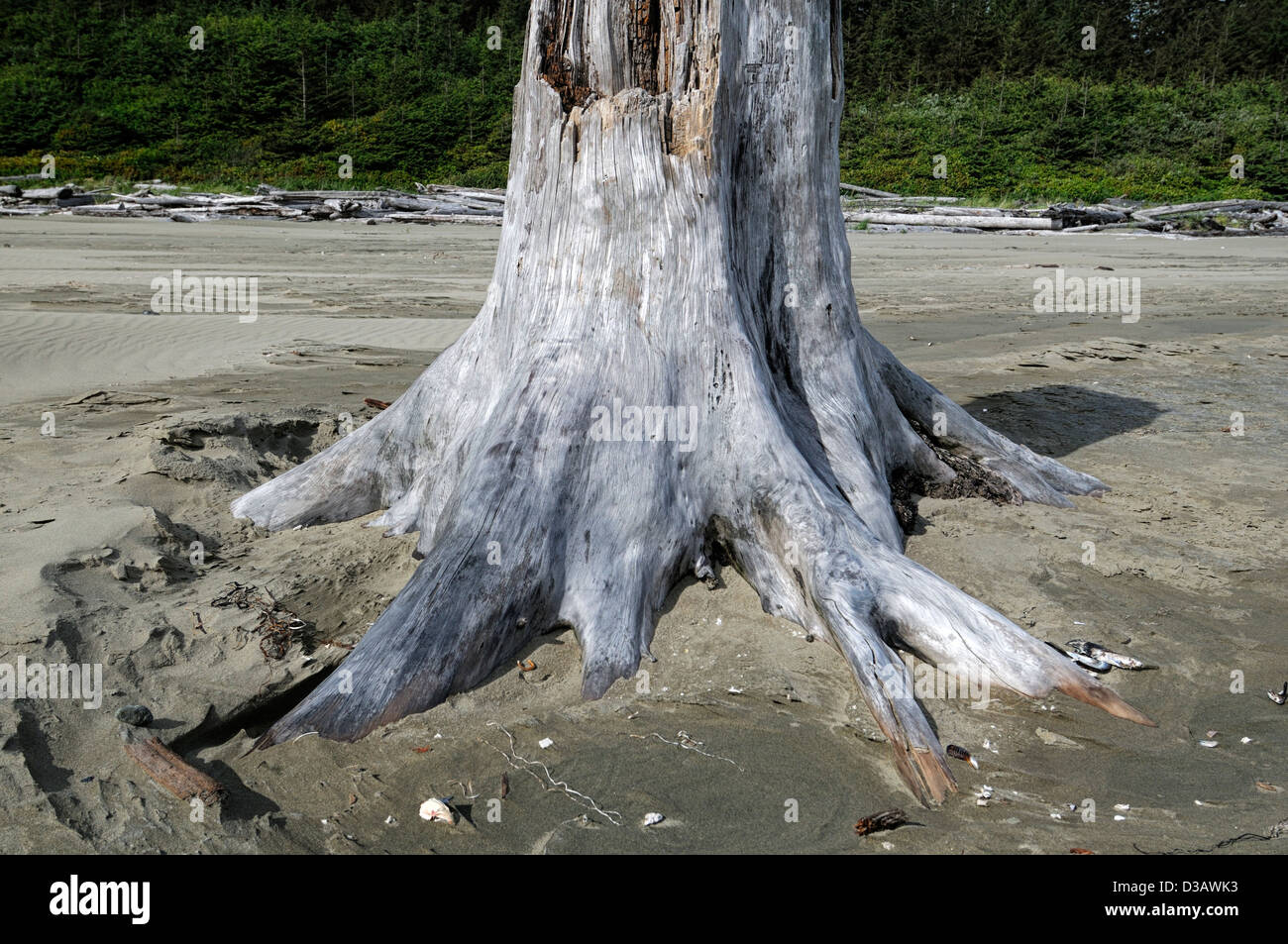 tree stump dead trunk remains standing embedded in on sandy beach ...
