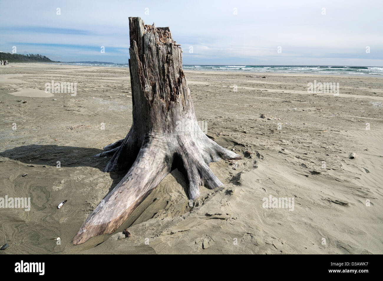 tree stump dead trunk remains standing embedded in on sandy beach ...