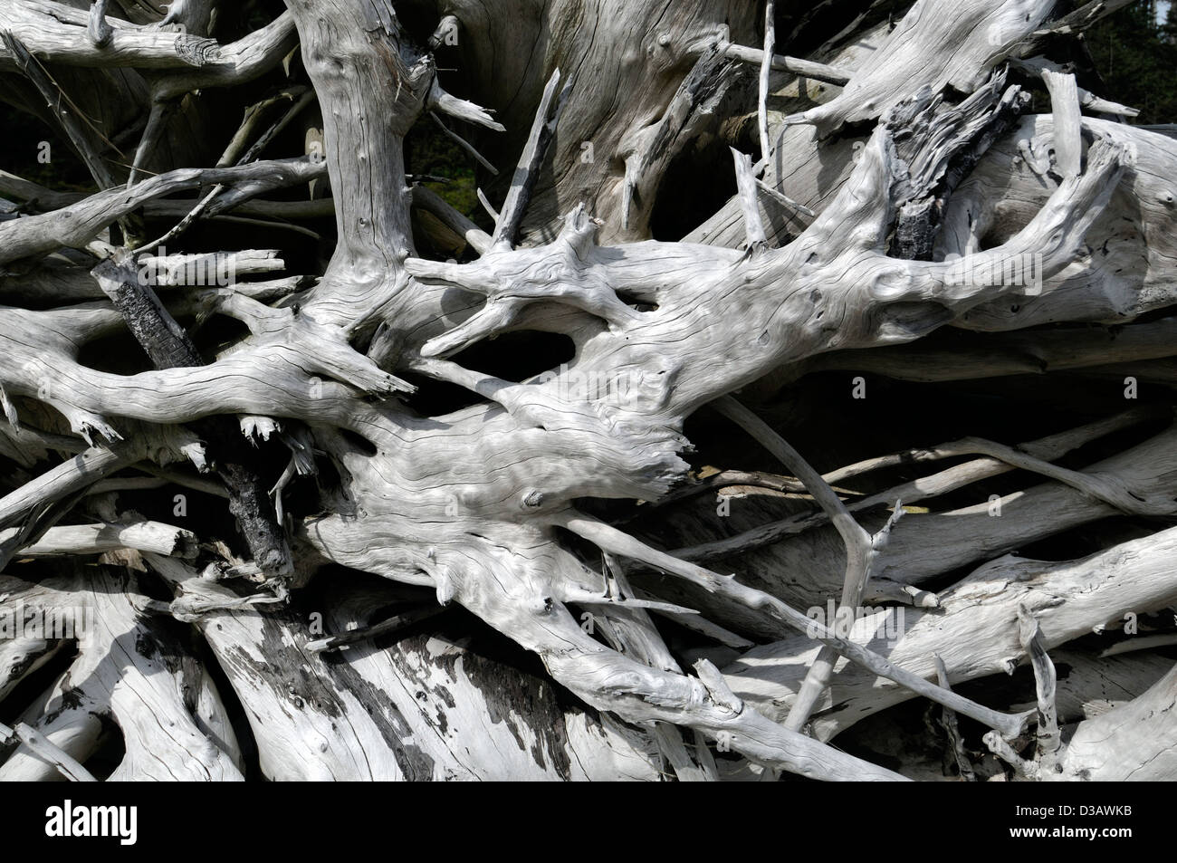 Root system hi-res stock photography and images - Alamy