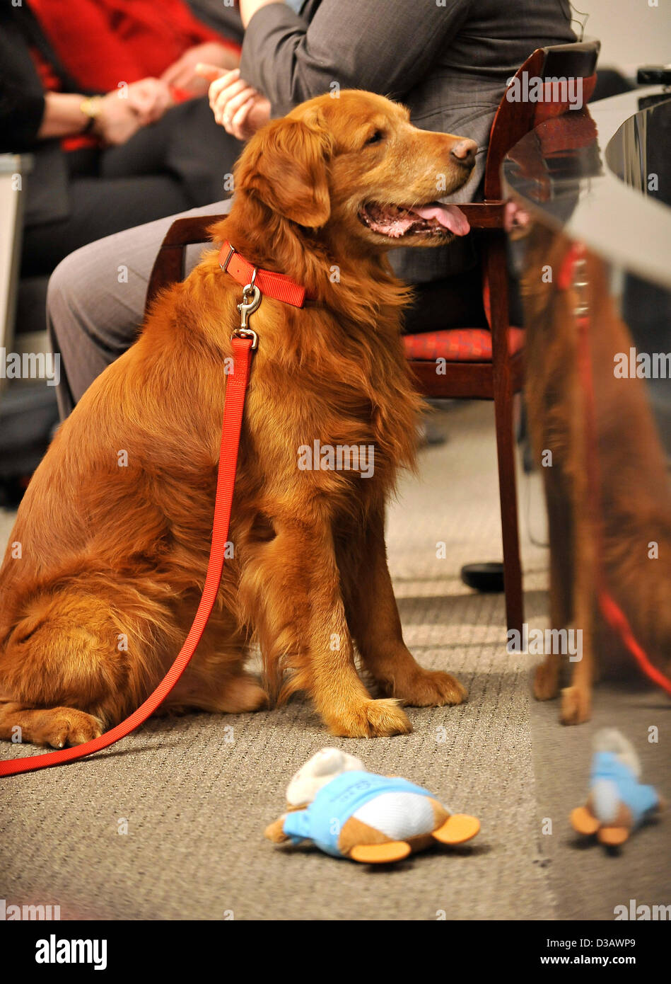 US Secretary of Defense Leon Panetta's dog Bravo looks on during a ...