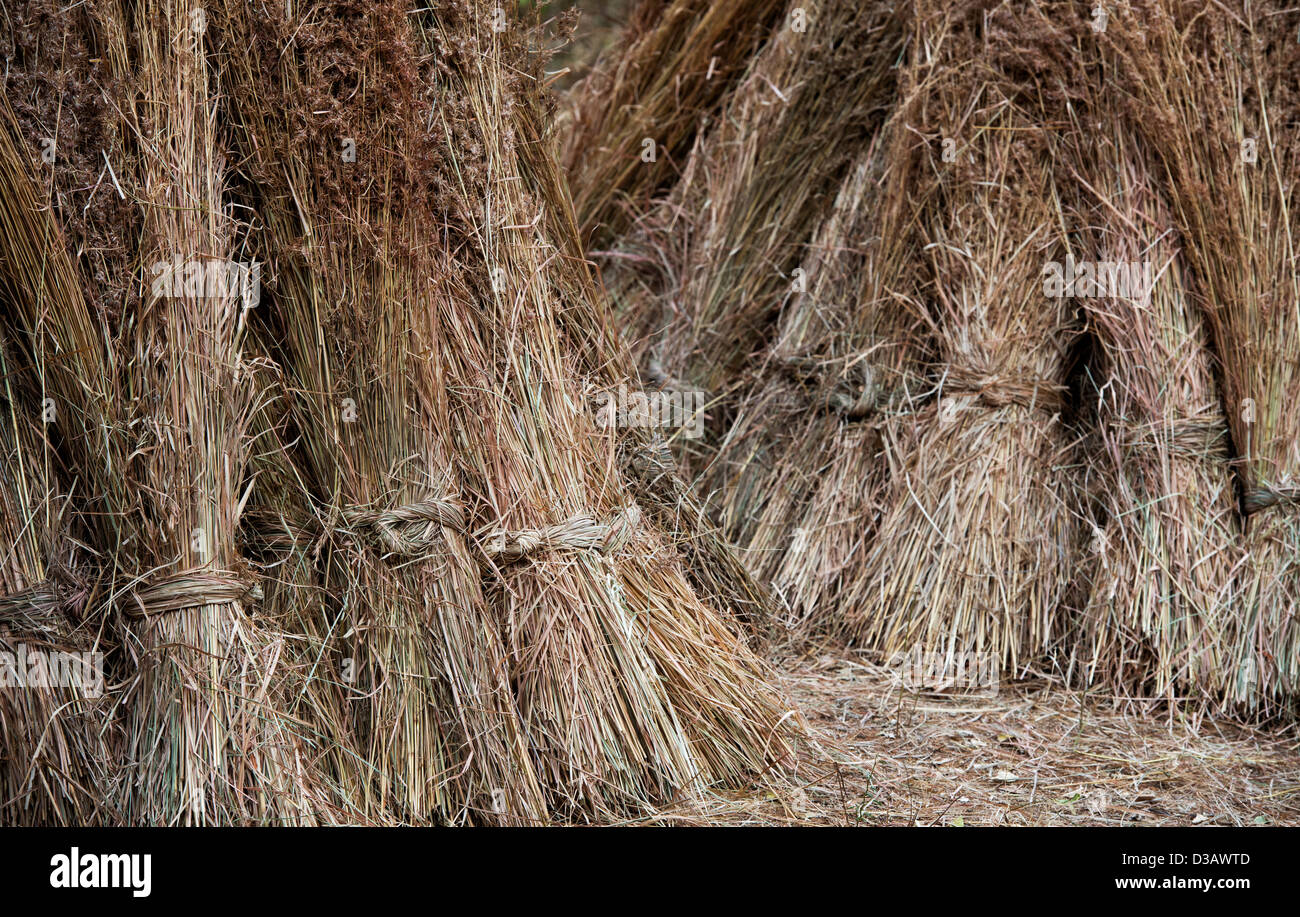 Long grass india hi-res stock photography and images - Alamy