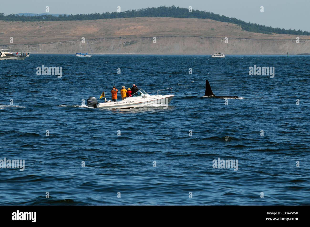 orca whale orcinus orca fin beside whale research boat Juan de Fuca ...