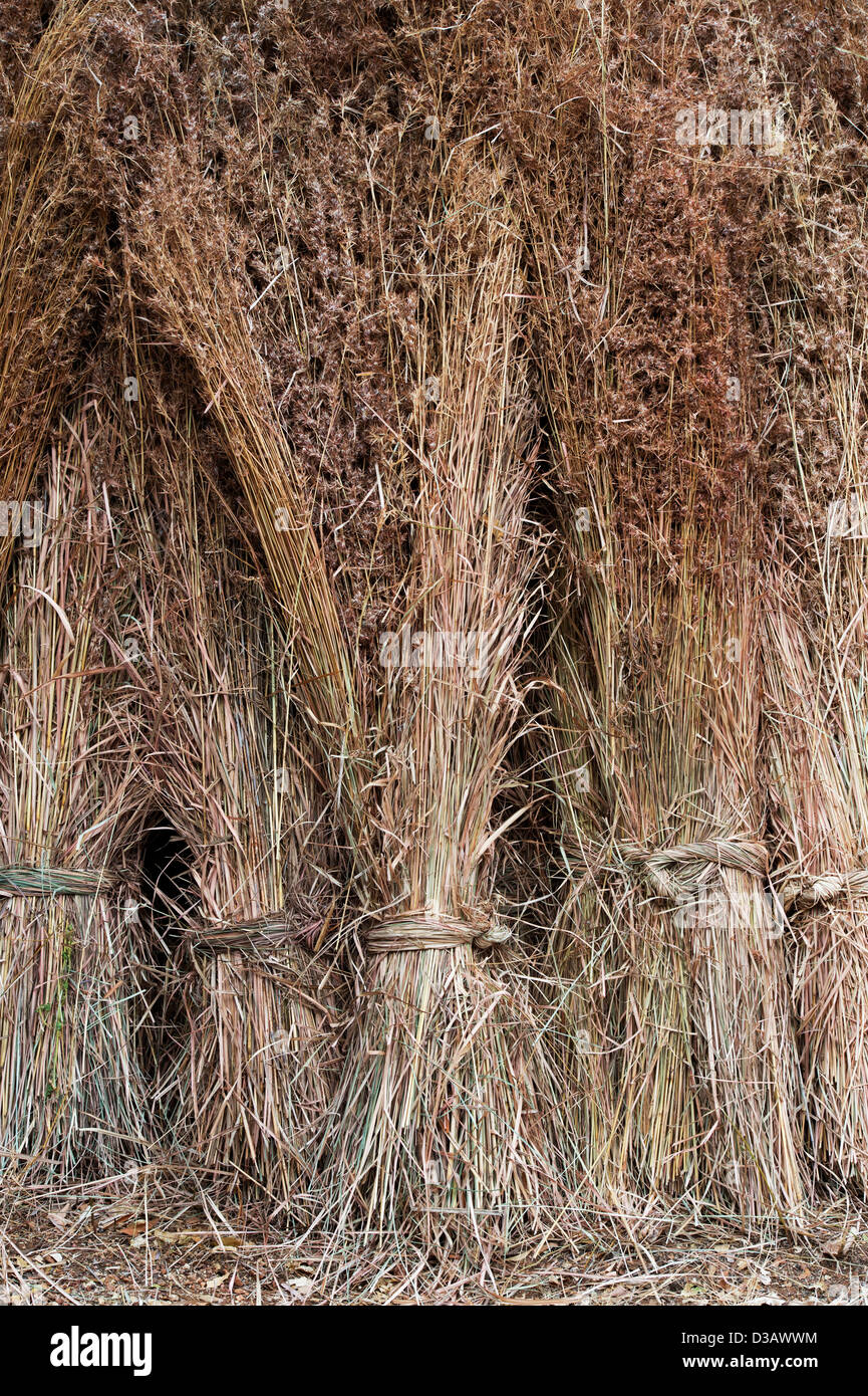 Harvested bundles of long dried grass. Andhra Pradesh, India Stock ...
