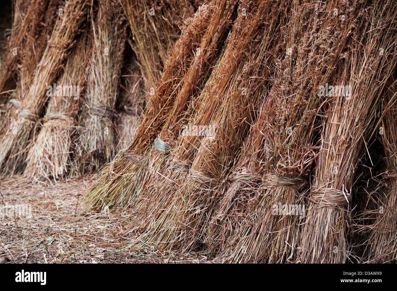 Harvested bundles of long dried grass. Andhra Pradesh, India Stock ...