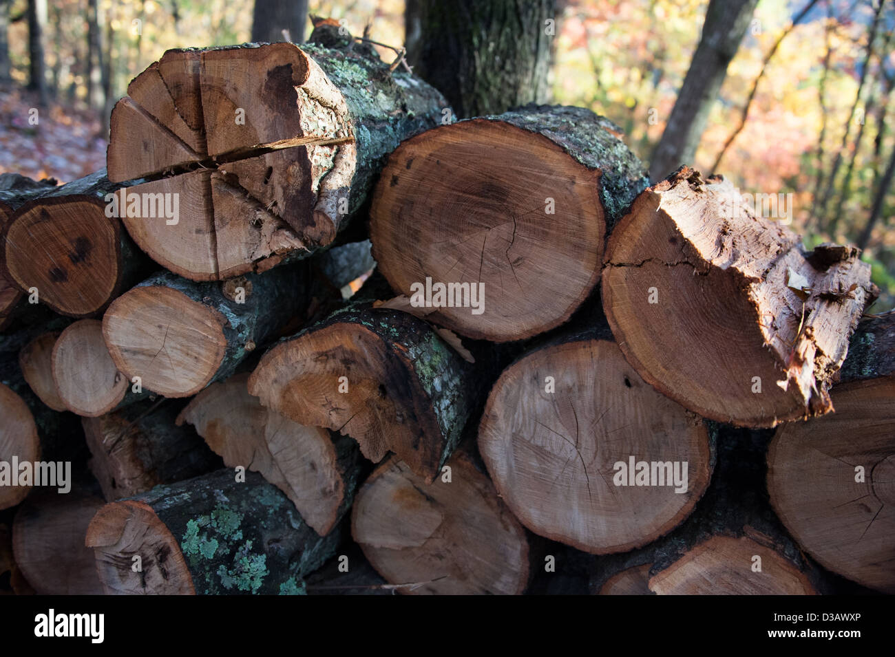 Firewood stacked and ready on a crisp and colorful Autumn morning in ...