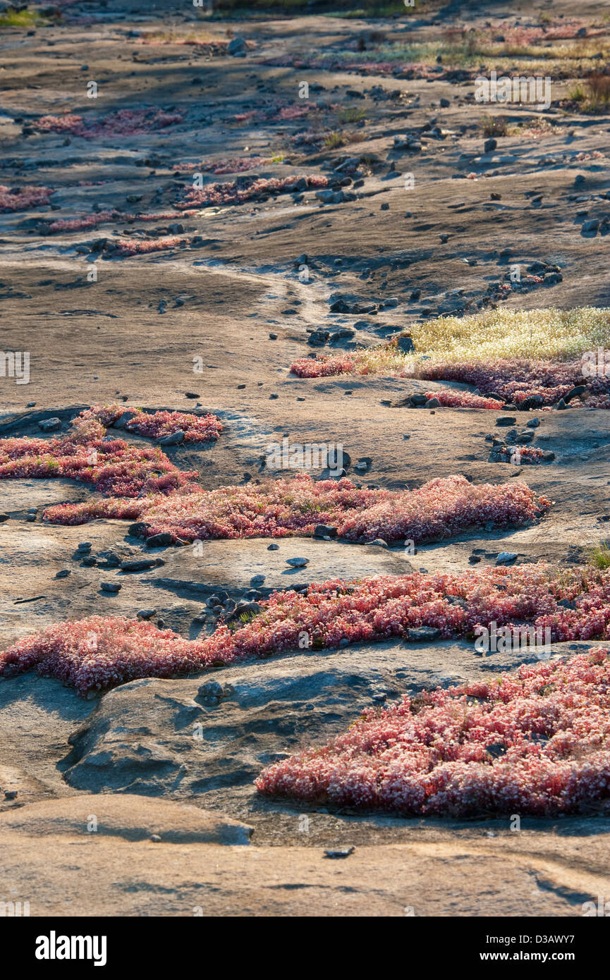Red moss flowers growing on the granite surface of Stone Mountain near ...