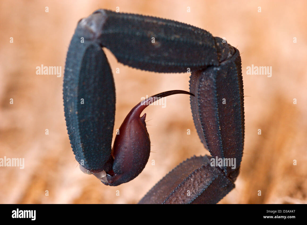 Mexico Scorpion High Resolution Stock Photography and Images - Alamy