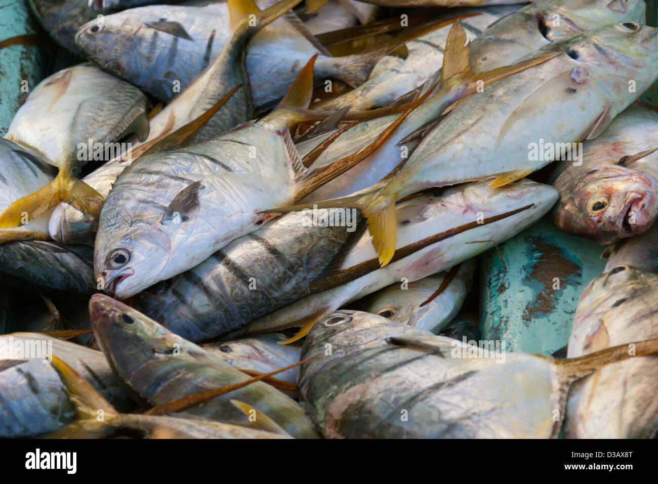 beach fish market Mexico fishing line nets fishing Stock Photo - Alamy