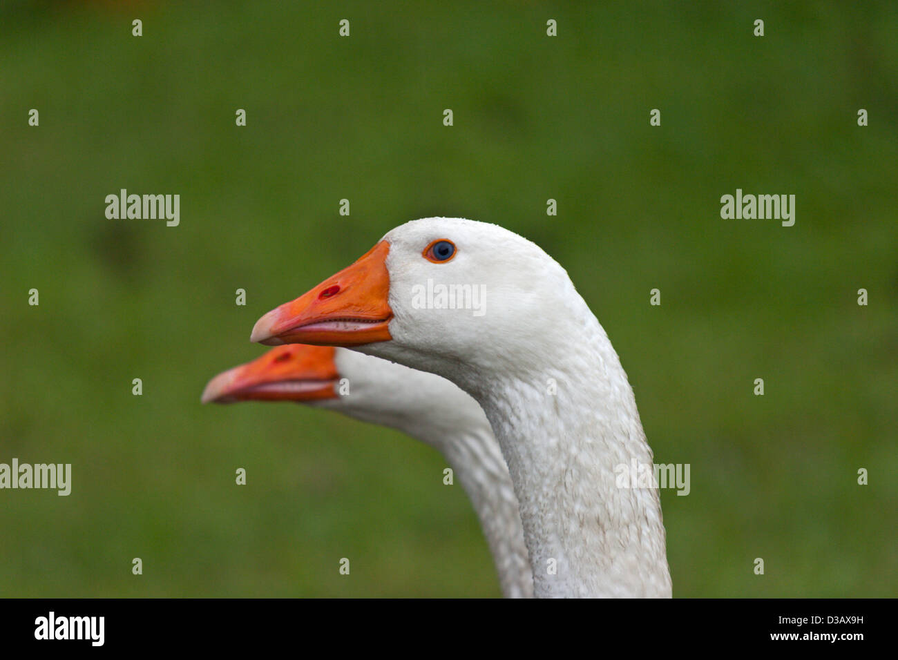 geese goose profile white close up bird pair Stock Photo - Alamy