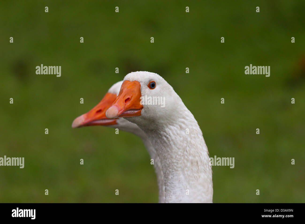 Profile white hi-res stock photography and images - Alamy