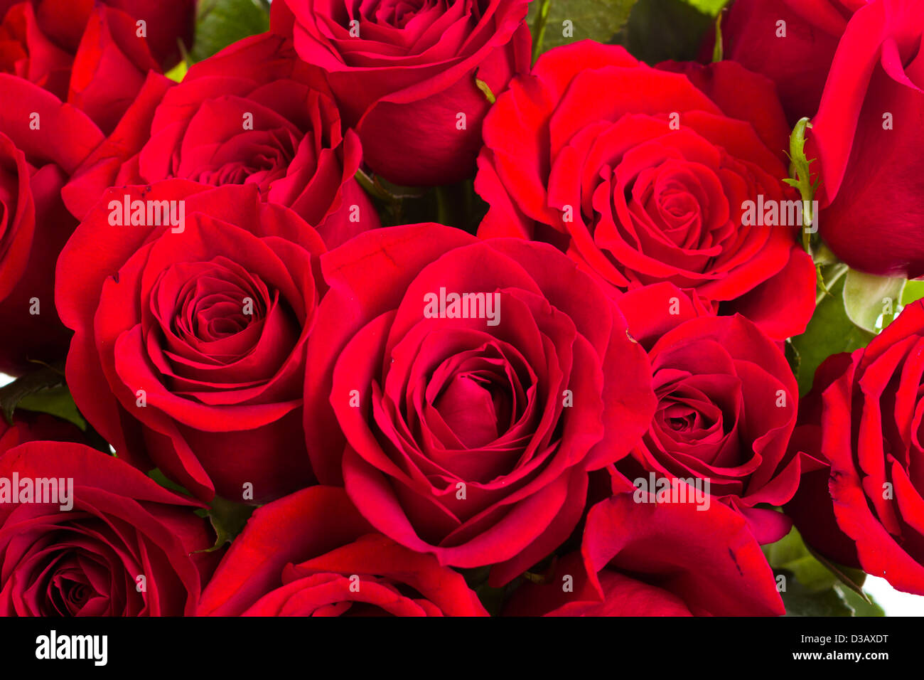 Close-up of red roses on white background Stock Photo - Alamy