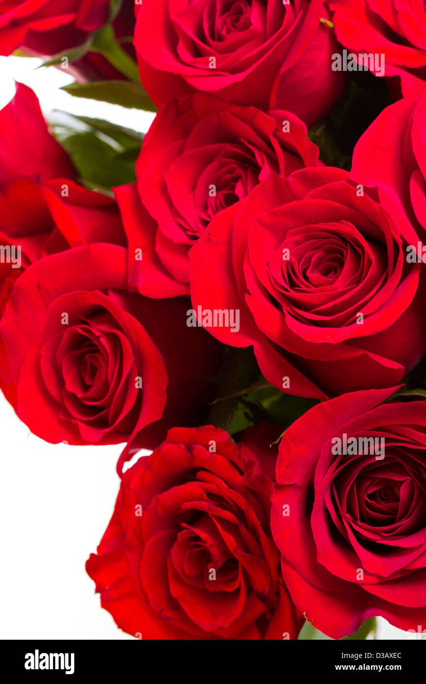 Close-up of red roses on white background Stock Photo - Alamy