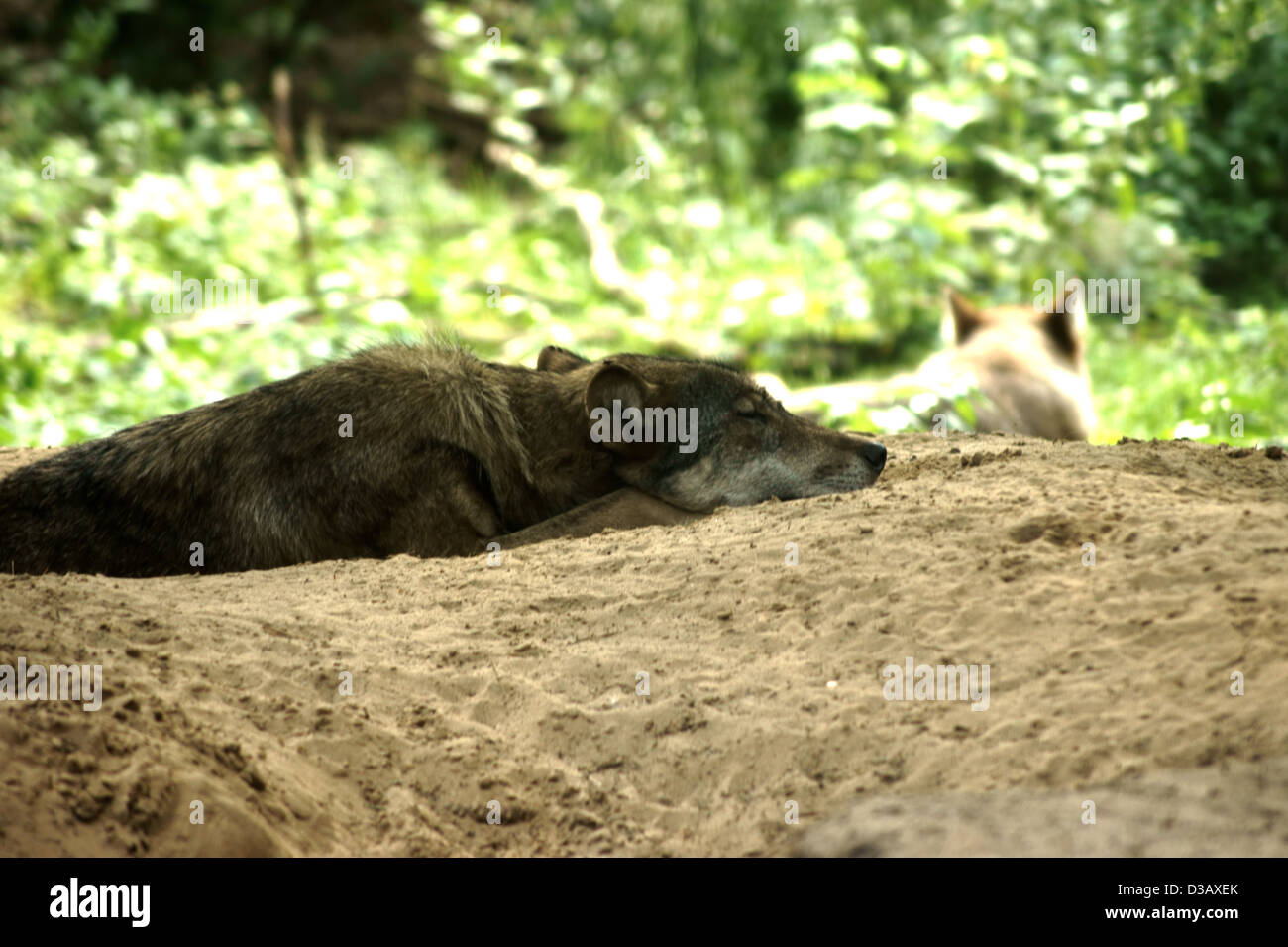 Real dogs canini hi-res stock photography and images - Alamy