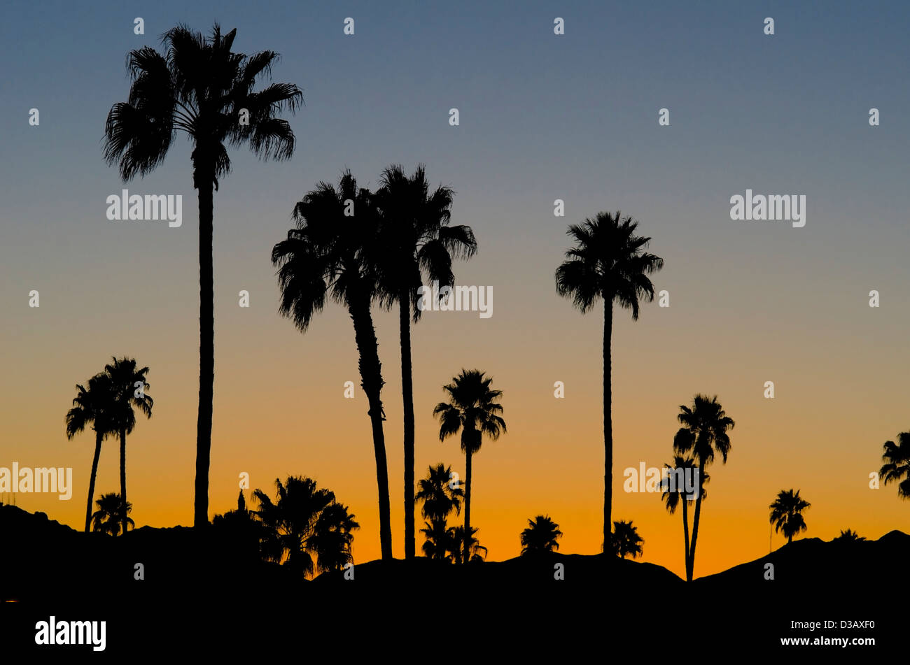 Dozens of palm trees are silhouetted against a beautiful desert winter ...