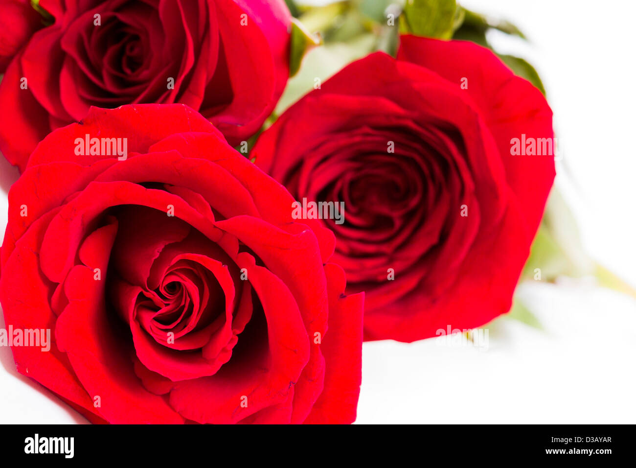 Close-up of red roses on white background Stock Photo - Alamy