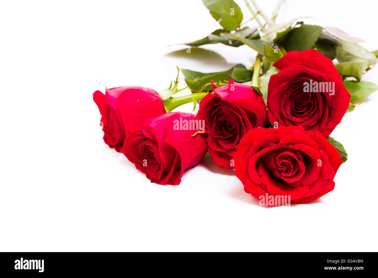 Close-up of red roses on white background Stock Photo - Alamy