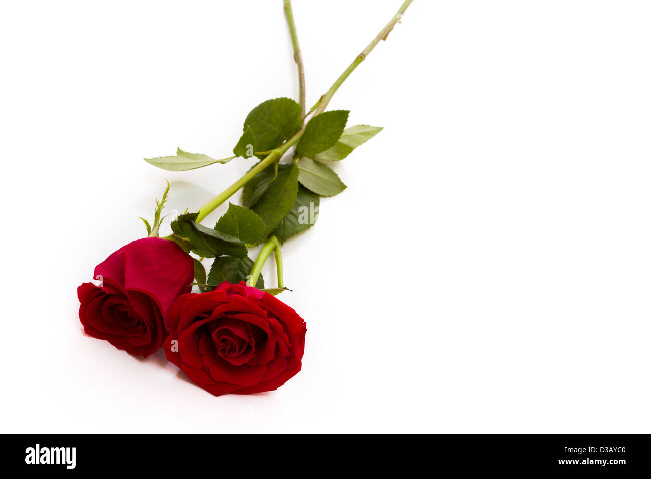 Close-up of red roses on white background Stock Photo - Alamy