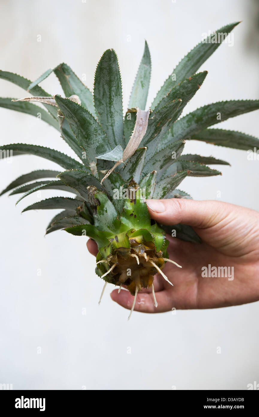 Growing pineapples hi-res stock photography and images - Alamy