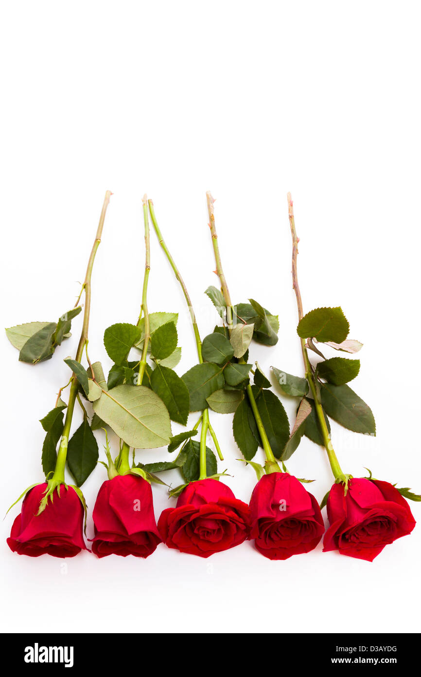 Close-up of red roses on white background Stock Photo - Alamy