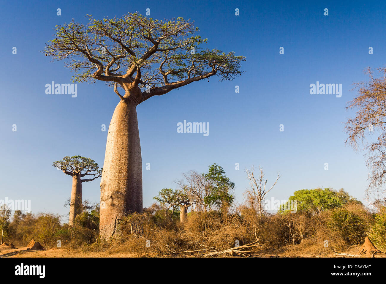 Baobab tree from Madagascar Stock Photo - Alamy