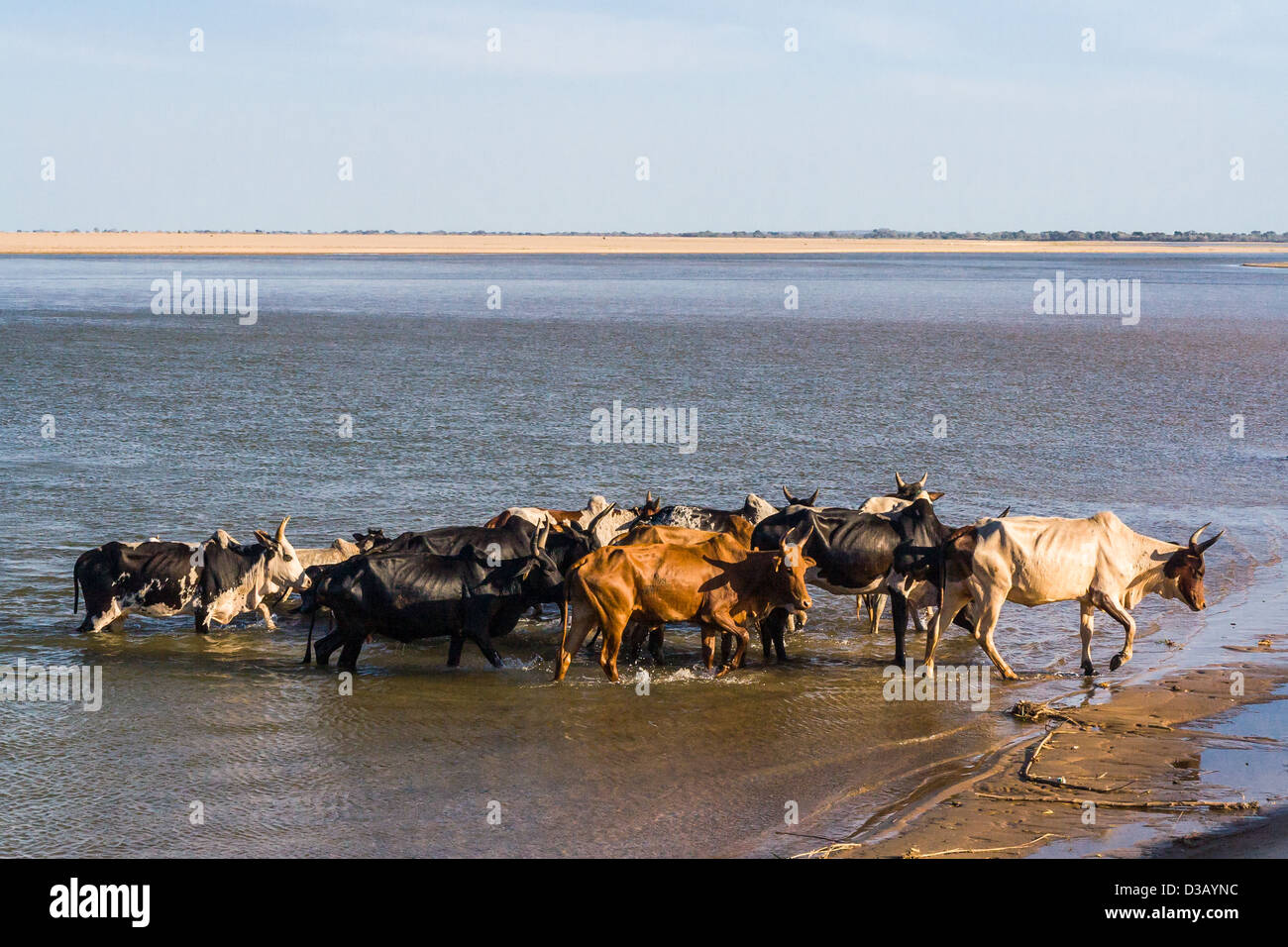 Zebu herd crossing the river near Morombe in southwest Madagascar Stock ...