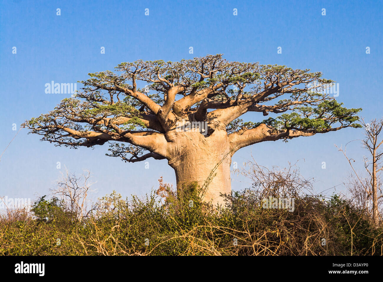 Baobab tree from Madagascar Stock Photo - Alamy