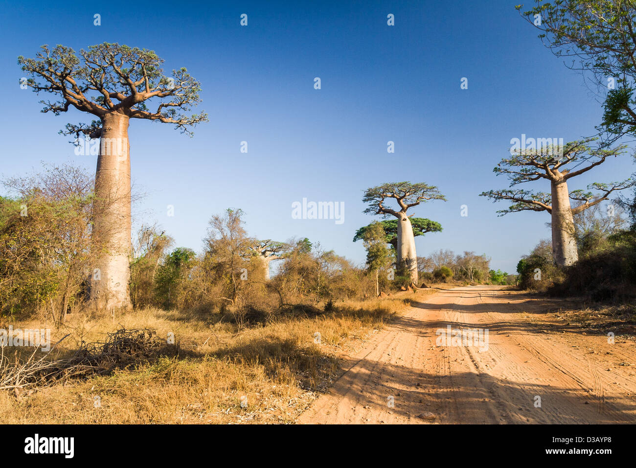 Baobab tree from Madagascar Stock Photo - Alamy