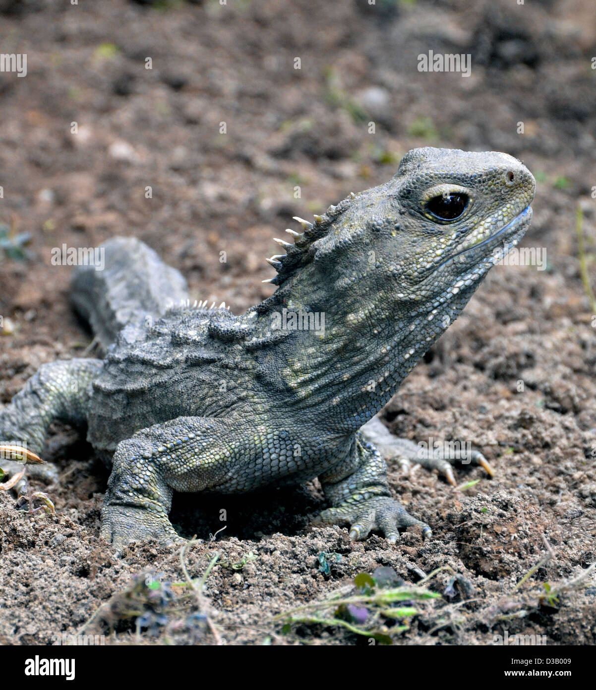 The Tuatara - native New Zealand Lizard Stock Photo - Alamy