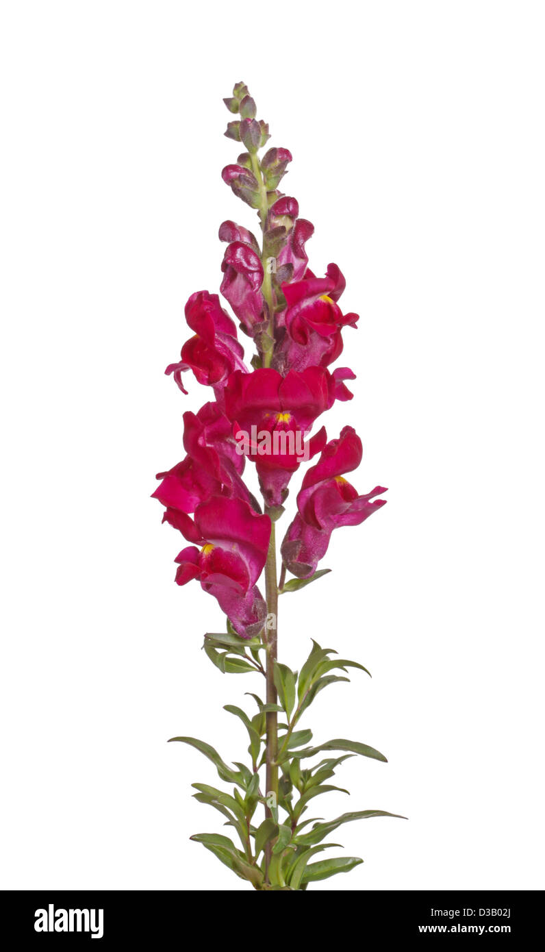Snapdragon Flower Dead