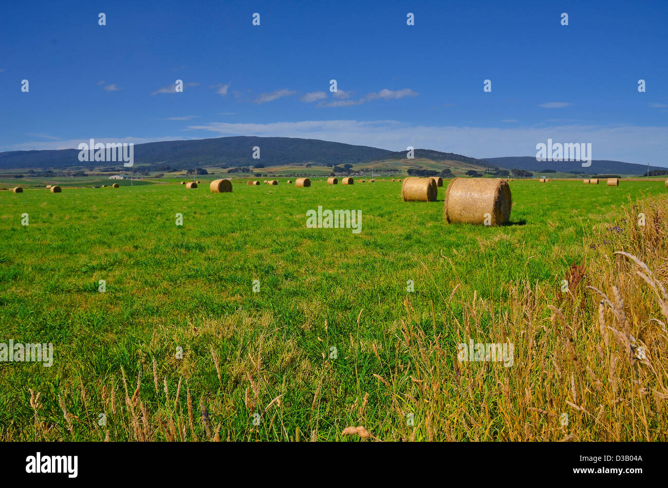 New zealand hay hi-res stock photography and images - Alamy