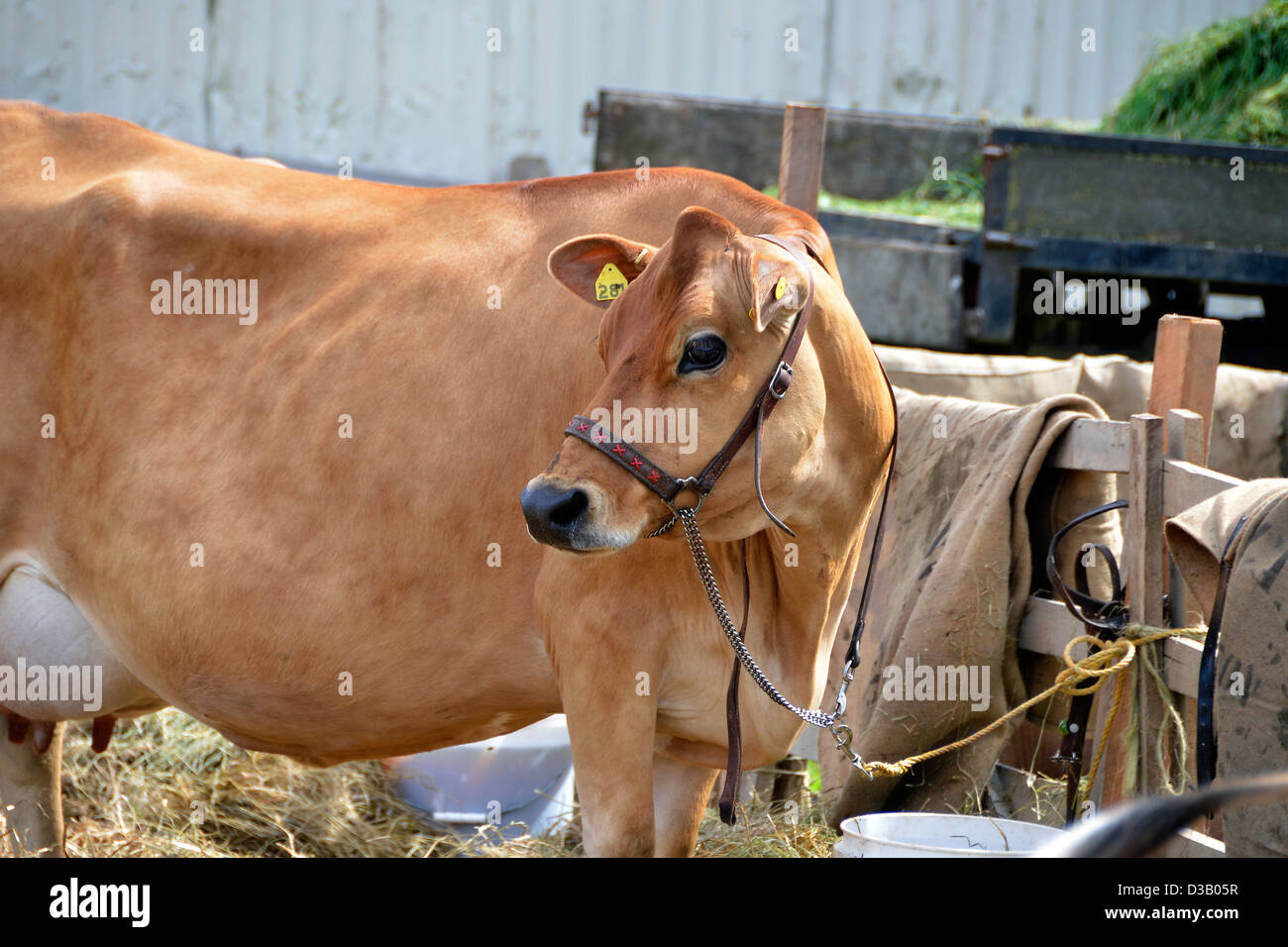 Milking dairy cows new zealand hi-res stock photography and images - Alamy