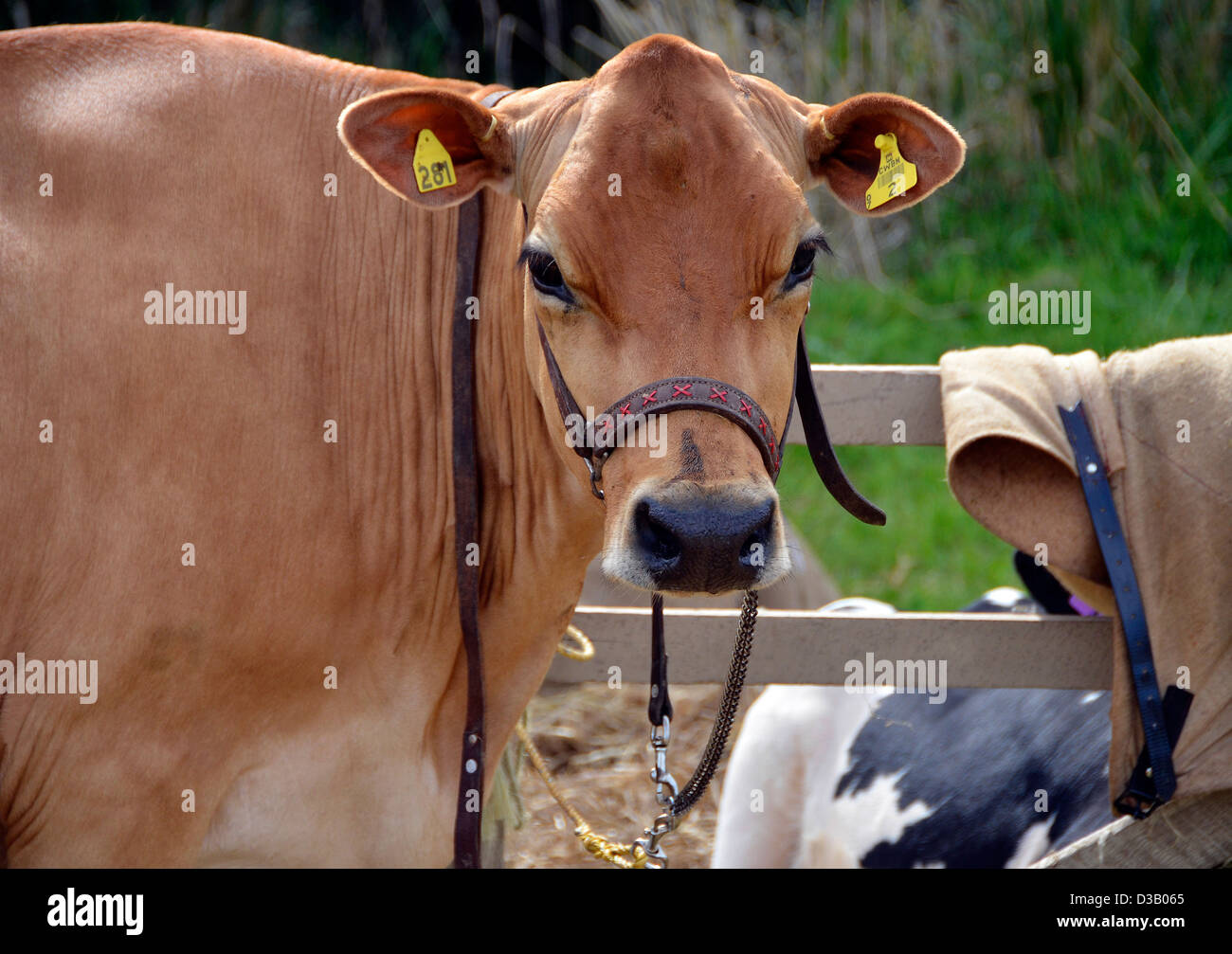 Milking dairy cows new zealand hi-res stock photography and images - Alamy
