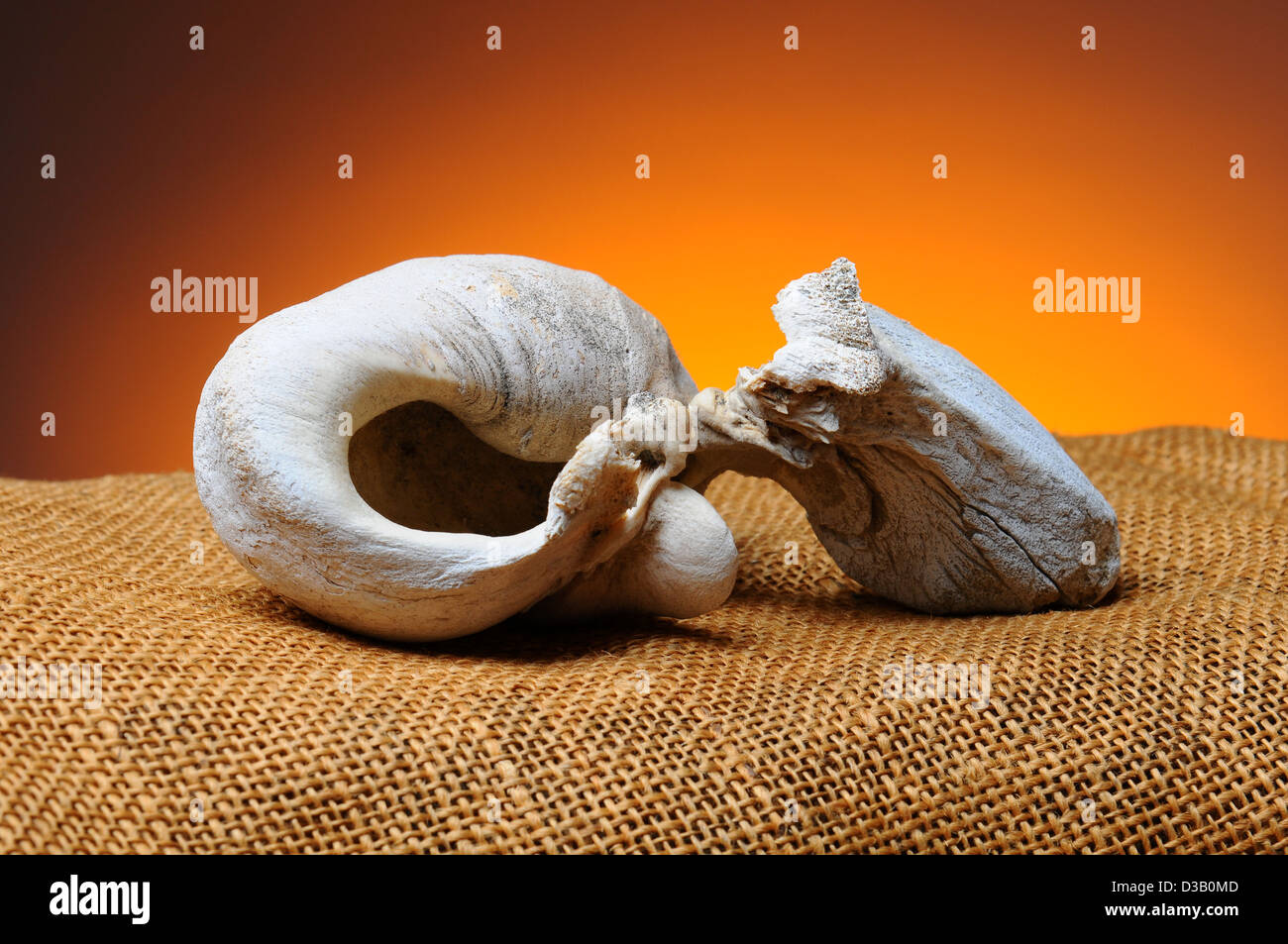 Inner ear hi-res stock photography and images - Alamy