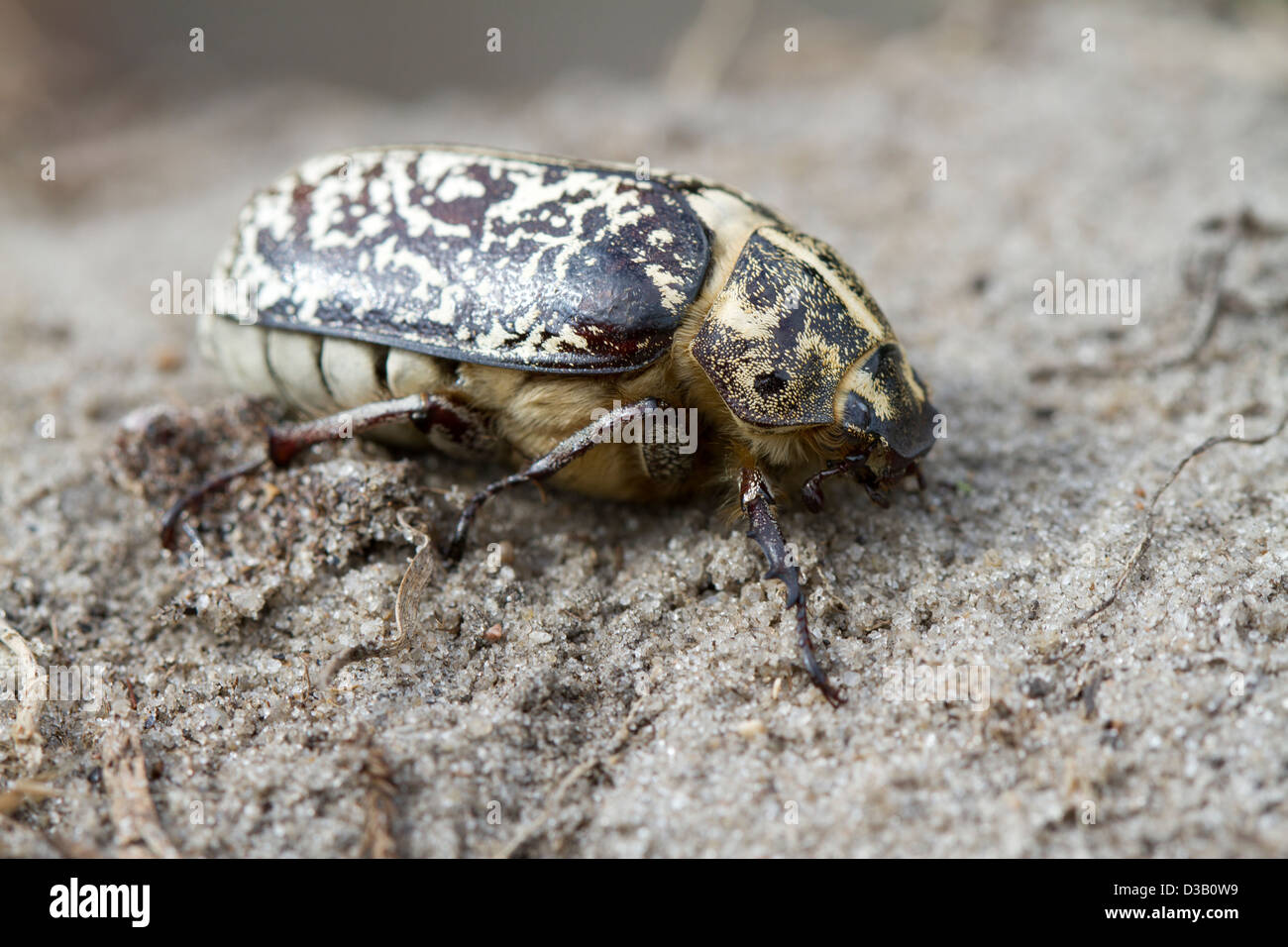 Female Polyphylla fullo sitting in the sand on a summer evening Stock ...