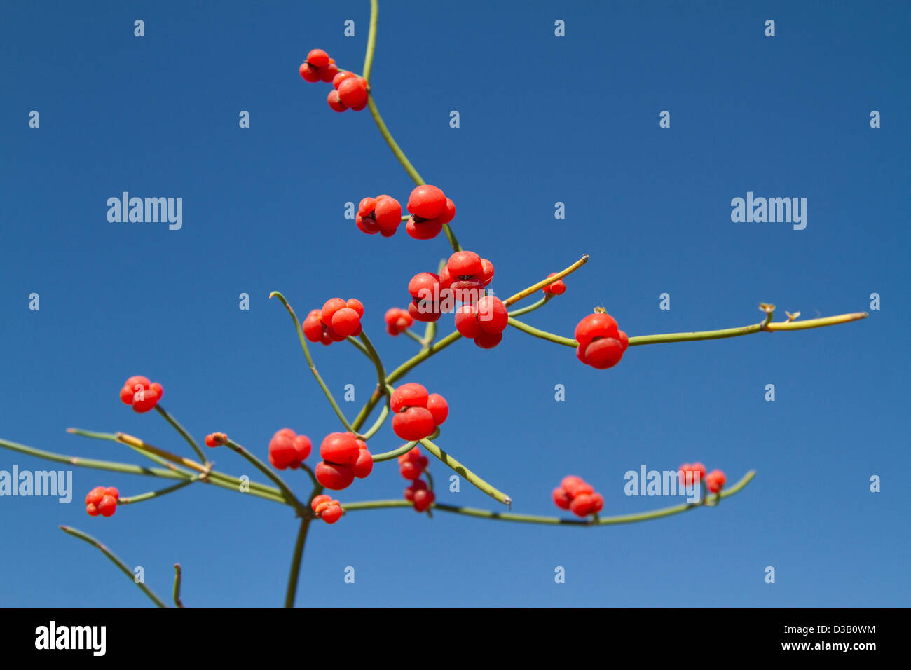 Ephedra flower hi-res stock photography and images - Alamy
