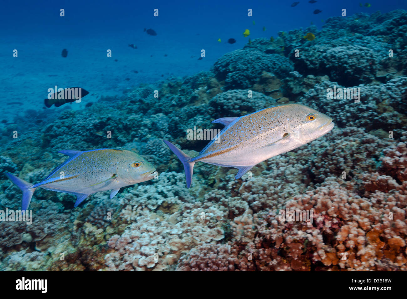 Jack or trevally carangidae hi-res stock photography and images - Alamy
