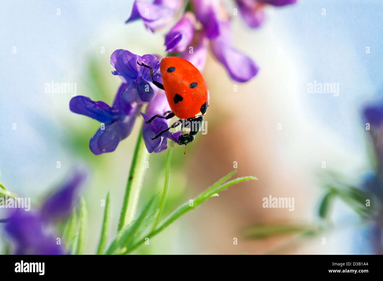 Ladybird on a flower Stock Photo - Alamy