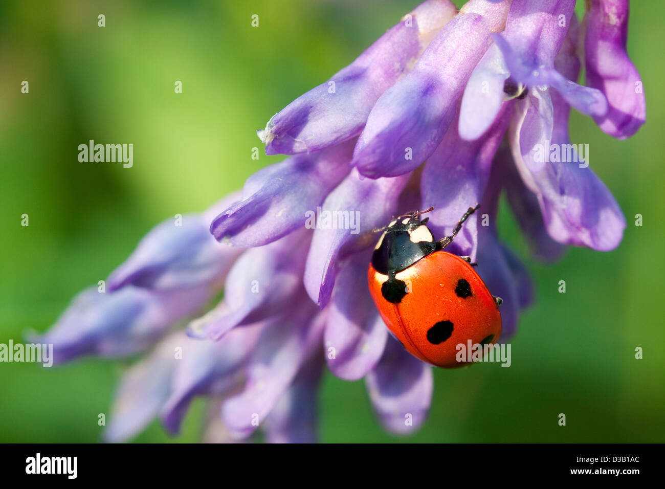 Ladybird on a flower Stock Photo - Alamy