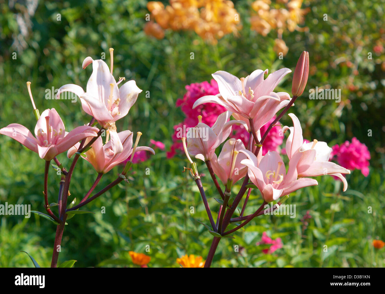 Pink lily in garden Stock Photo - Alamy