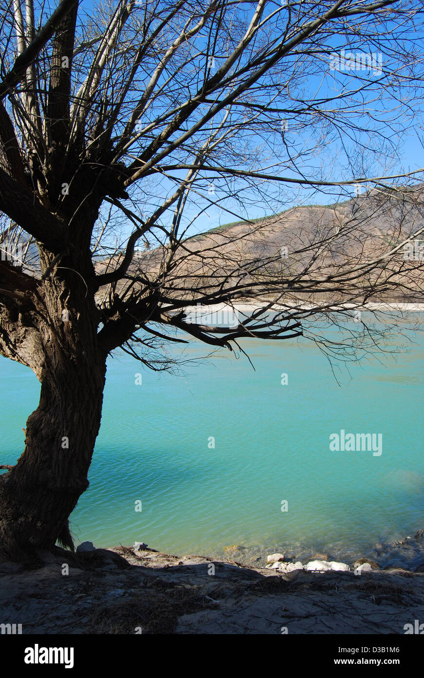 An old aged tree standing strong by the riverside Stock Photo - Alamy