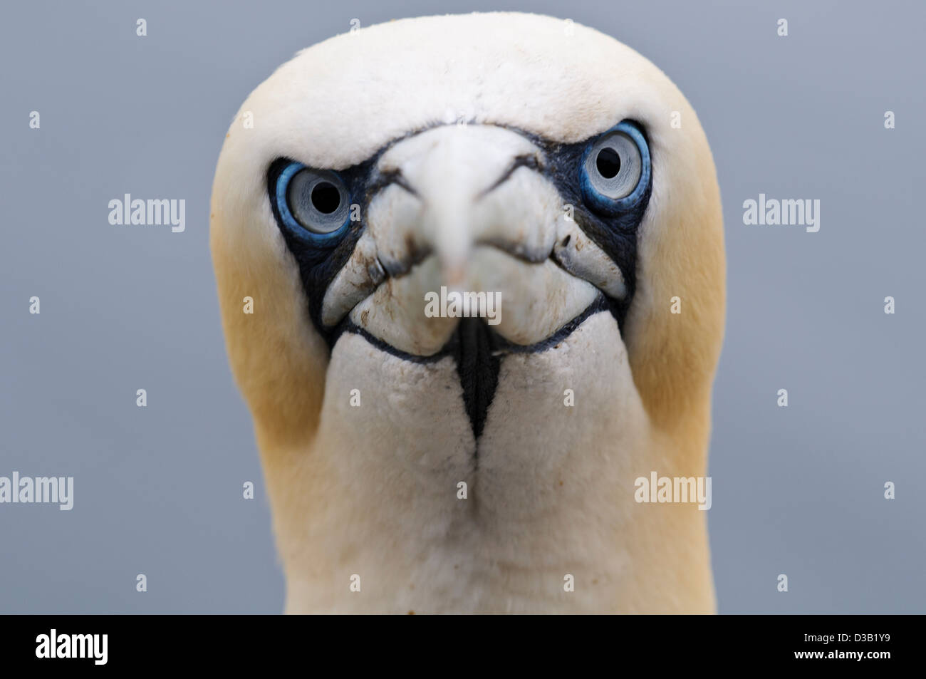Northern gannet morus bassanus hi-res stock photography and images - Alamy