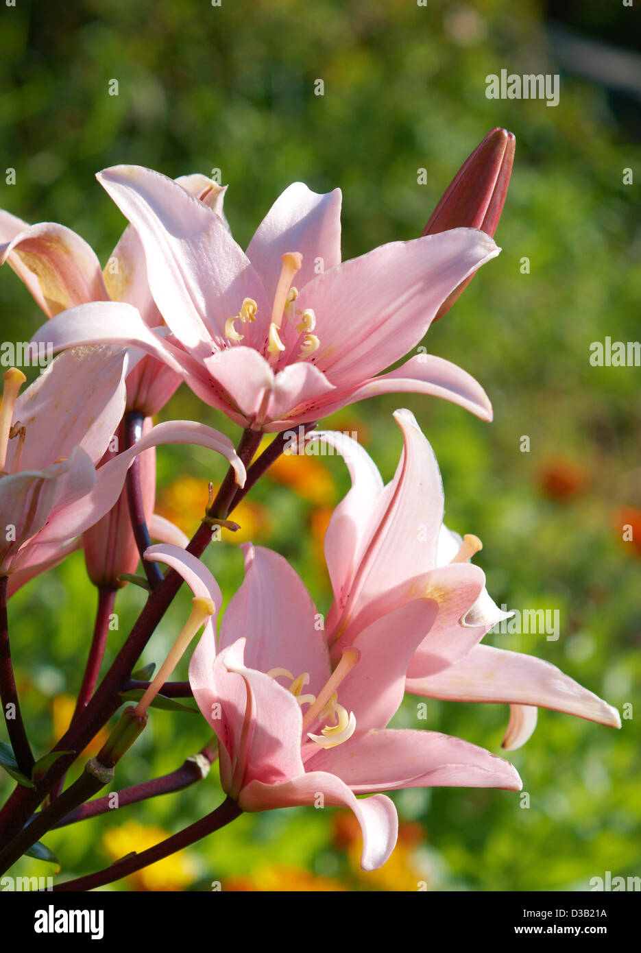 Pink lily in garden Stock Photo - Alamy
