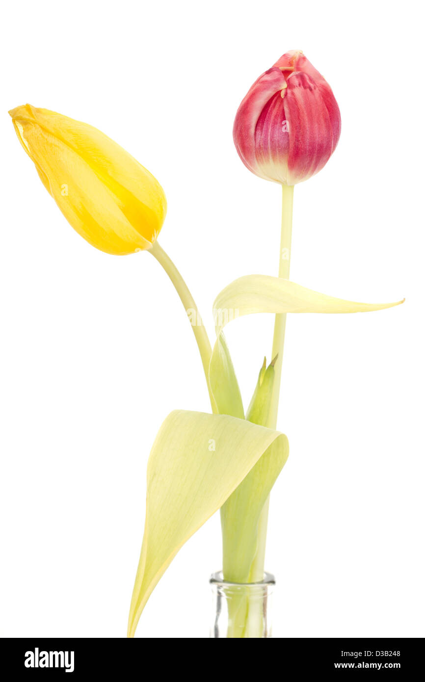 Two colour tulips hi-res stock photography and images - Alamy