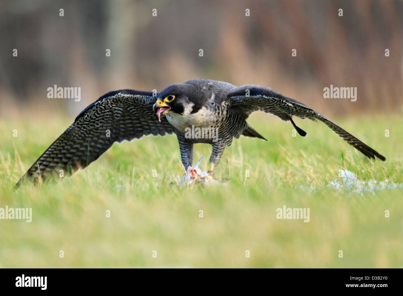 Wild rabbit, Scotland Stock Photo - Alamy