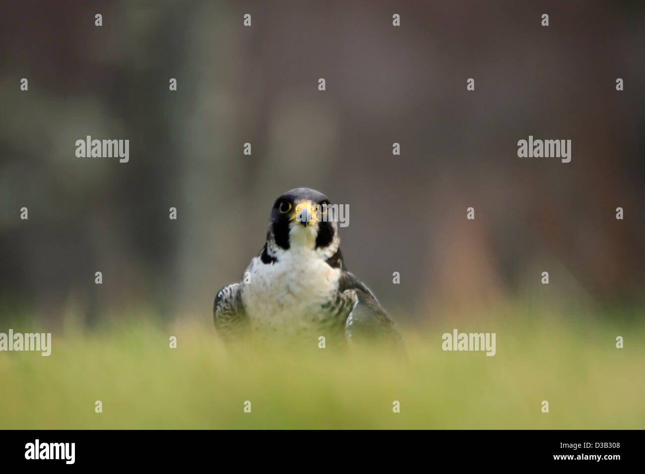 Peregrine falcon uk hi-res stock photography and images - Alamy