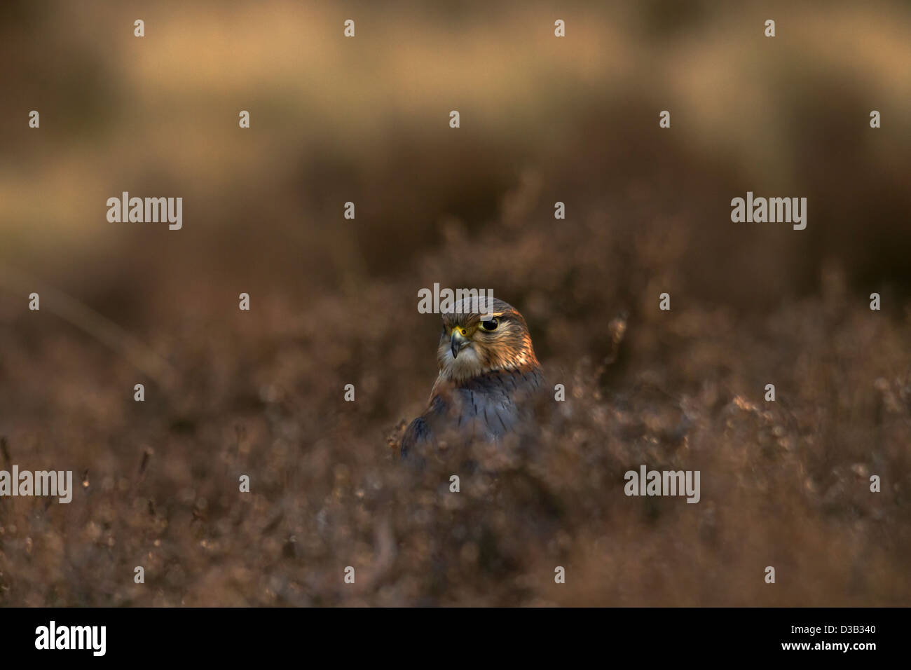 Merlin in heather, Scottish Highlands Stock Photo - Alamy