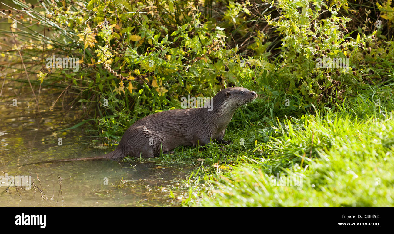 An Otter at the British Wildlife Centre in Surrey, England Stock Photo ...