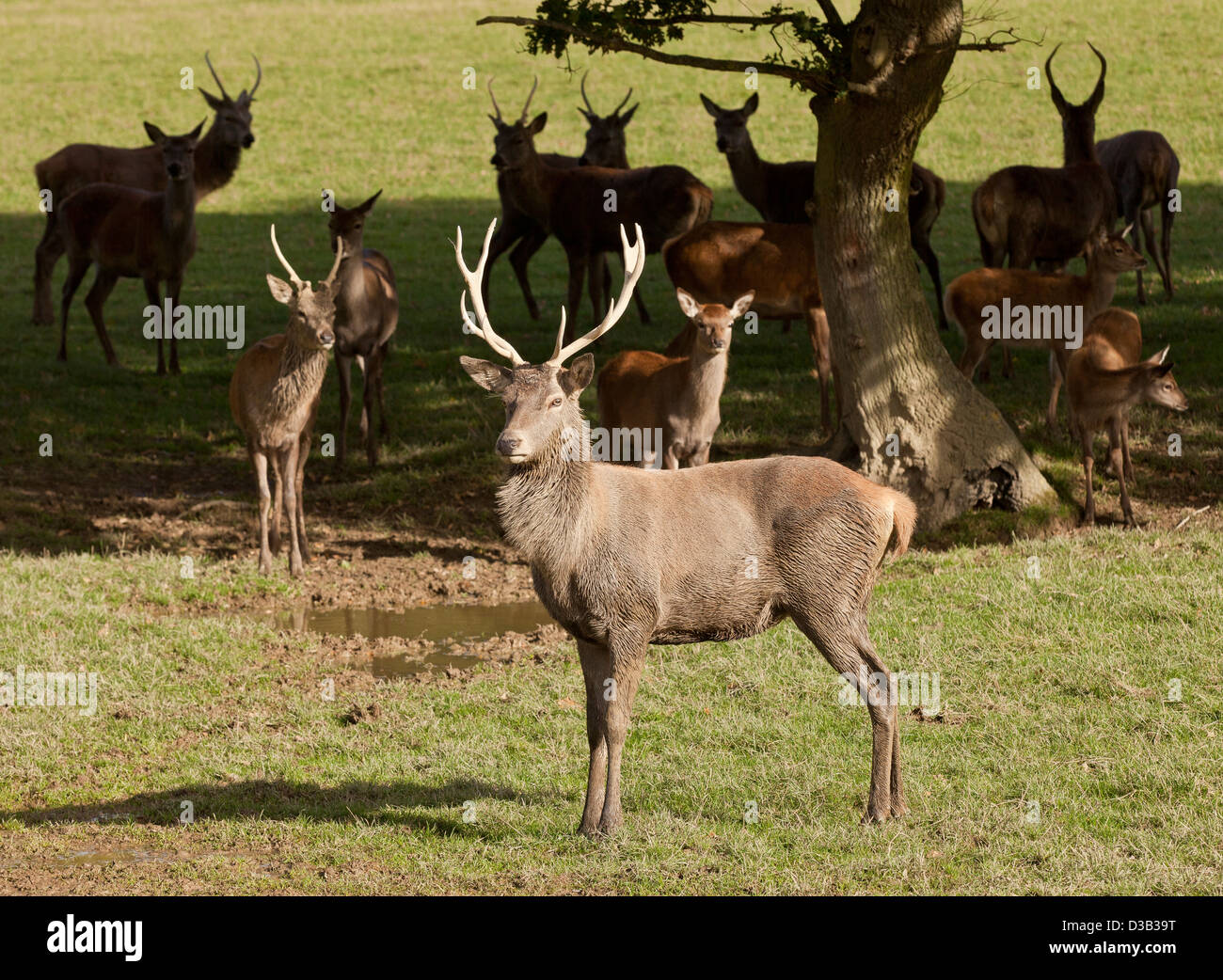 A herd of Red Deer at the British Wildlife Centre in Surrey, England ...
