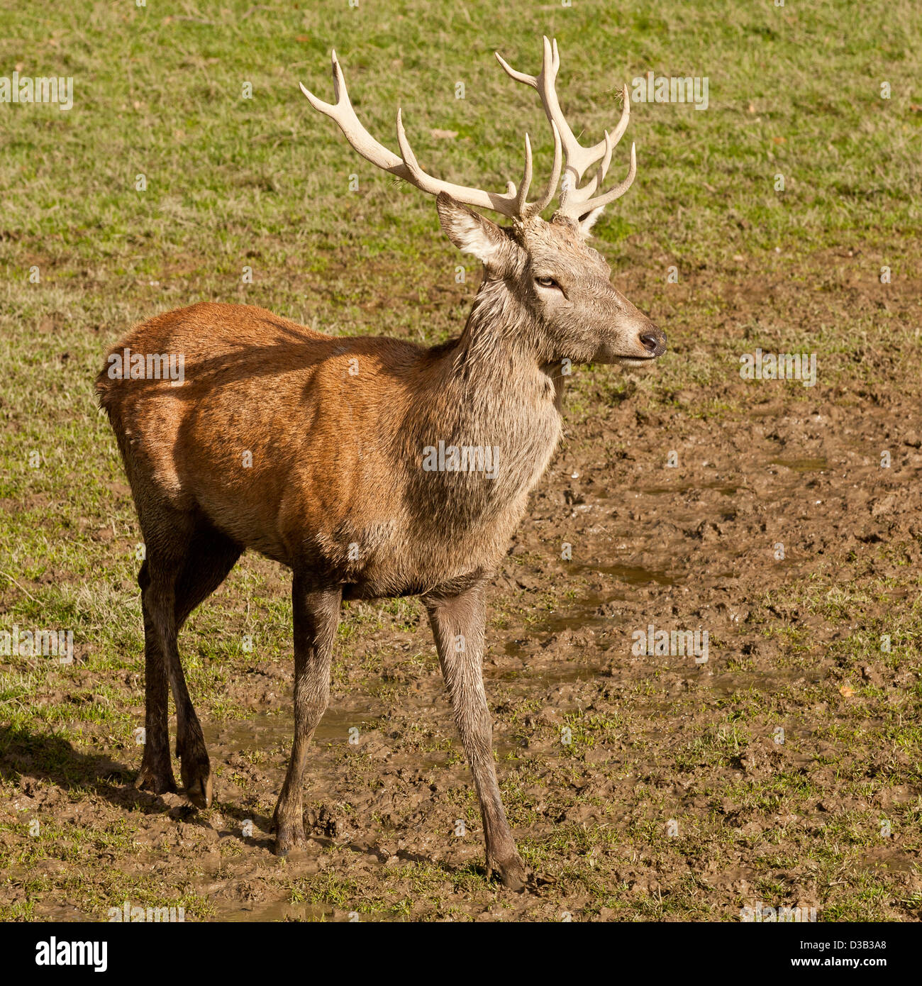 A Red Deer stag at the British Wildlife Centre in Surrey, England Stock ...