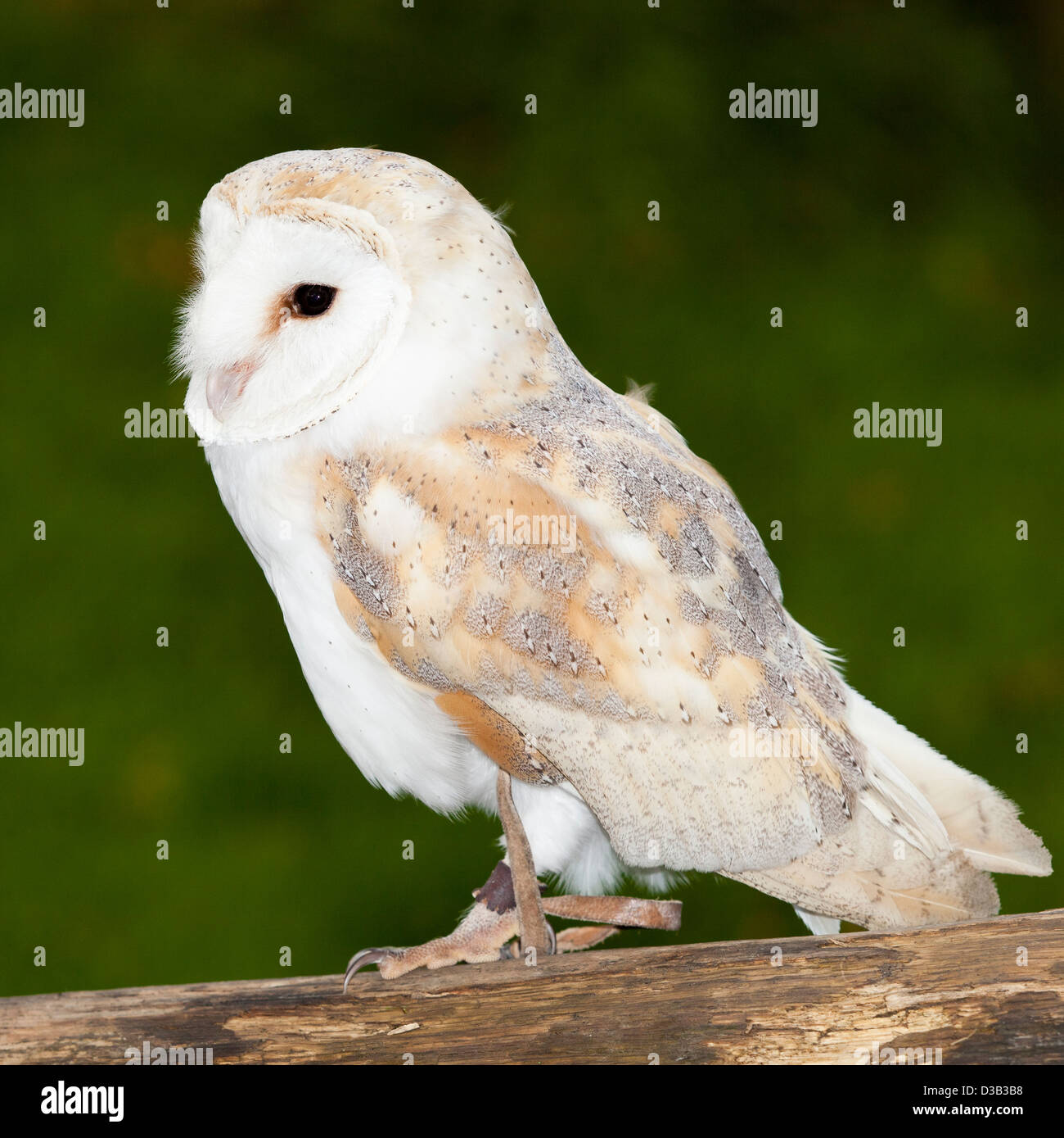 A Barn Owl at the British Wildlife Centre in Surrey, England Stock ...